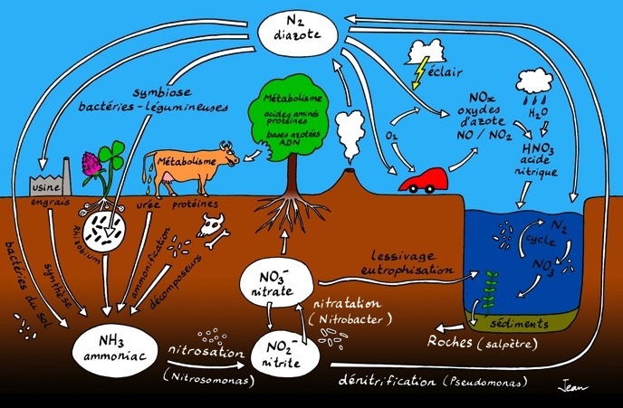 Cycles biogeochimiques Cycles biogeochimiques